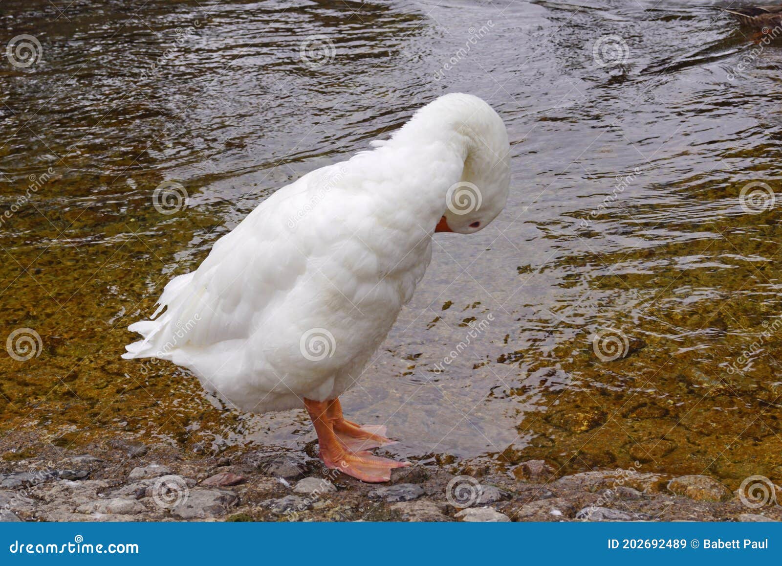 Geese in the river stock image. Image of shore, sights - 202692489