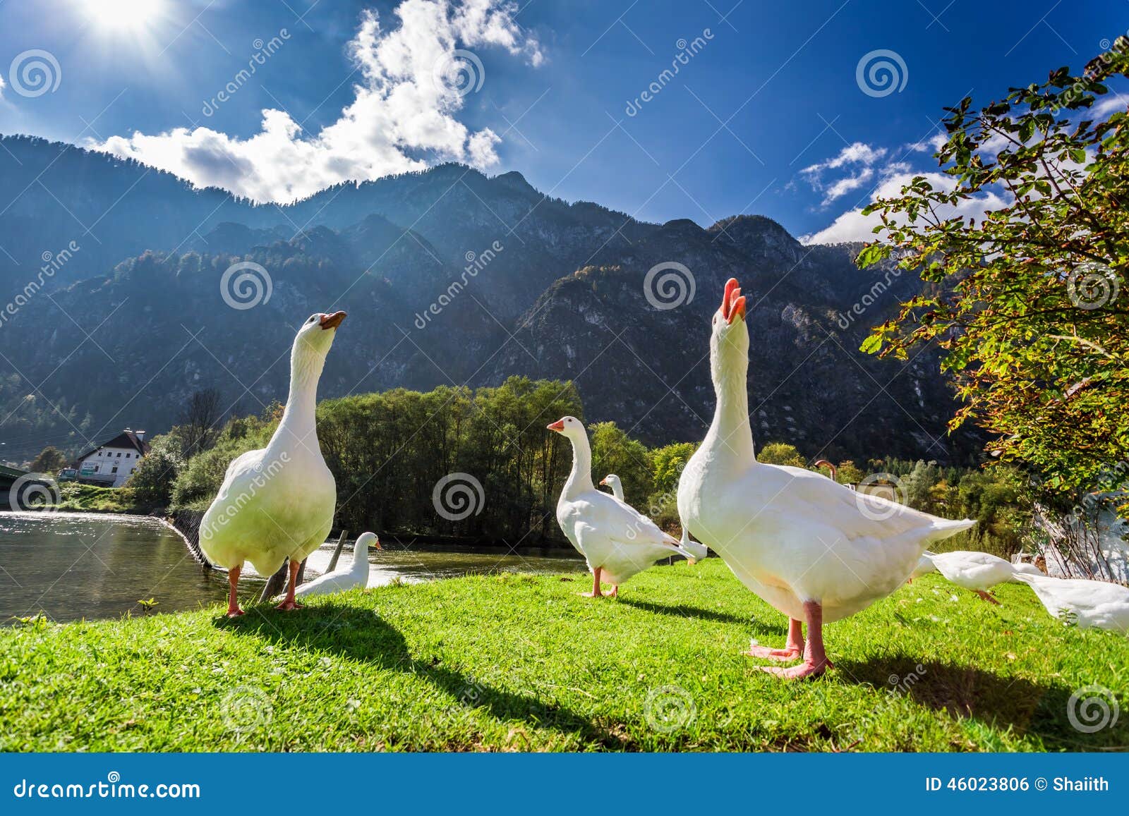 Geese by the River in the Mountains Stock Photo - Image of duck ...