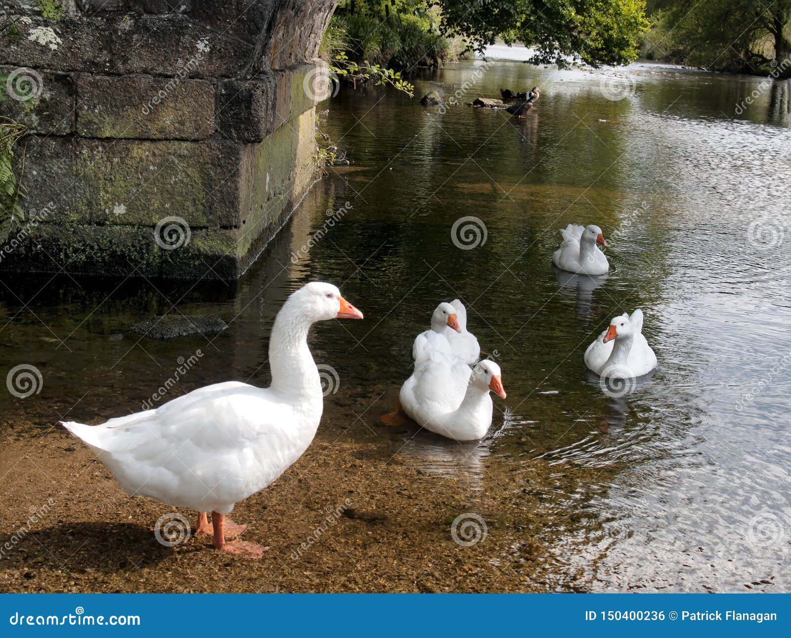 Geese on a River Under Bridge Stock Photo - Image of goose, picnicking ...