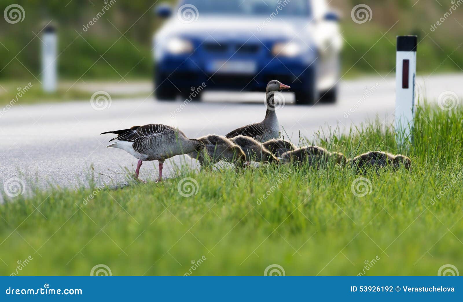 Geese on the road stock photo. Image of goose, geese - 53926192