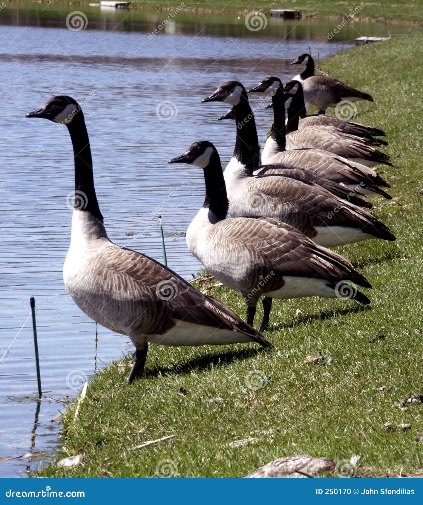 Geese in a Row stock photo. Image of canadian, standing - 250170