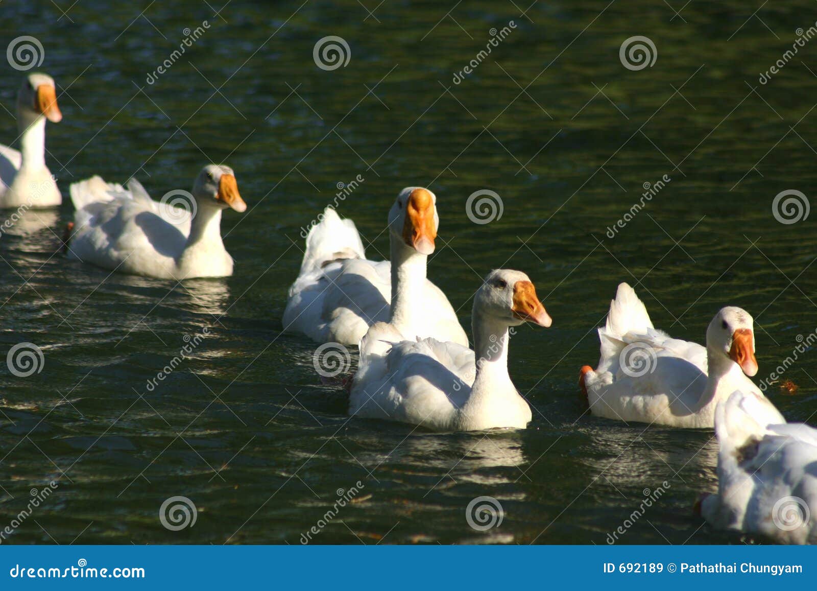 Geese in a row stock image. Image of ripples, swim, feathers - 692189