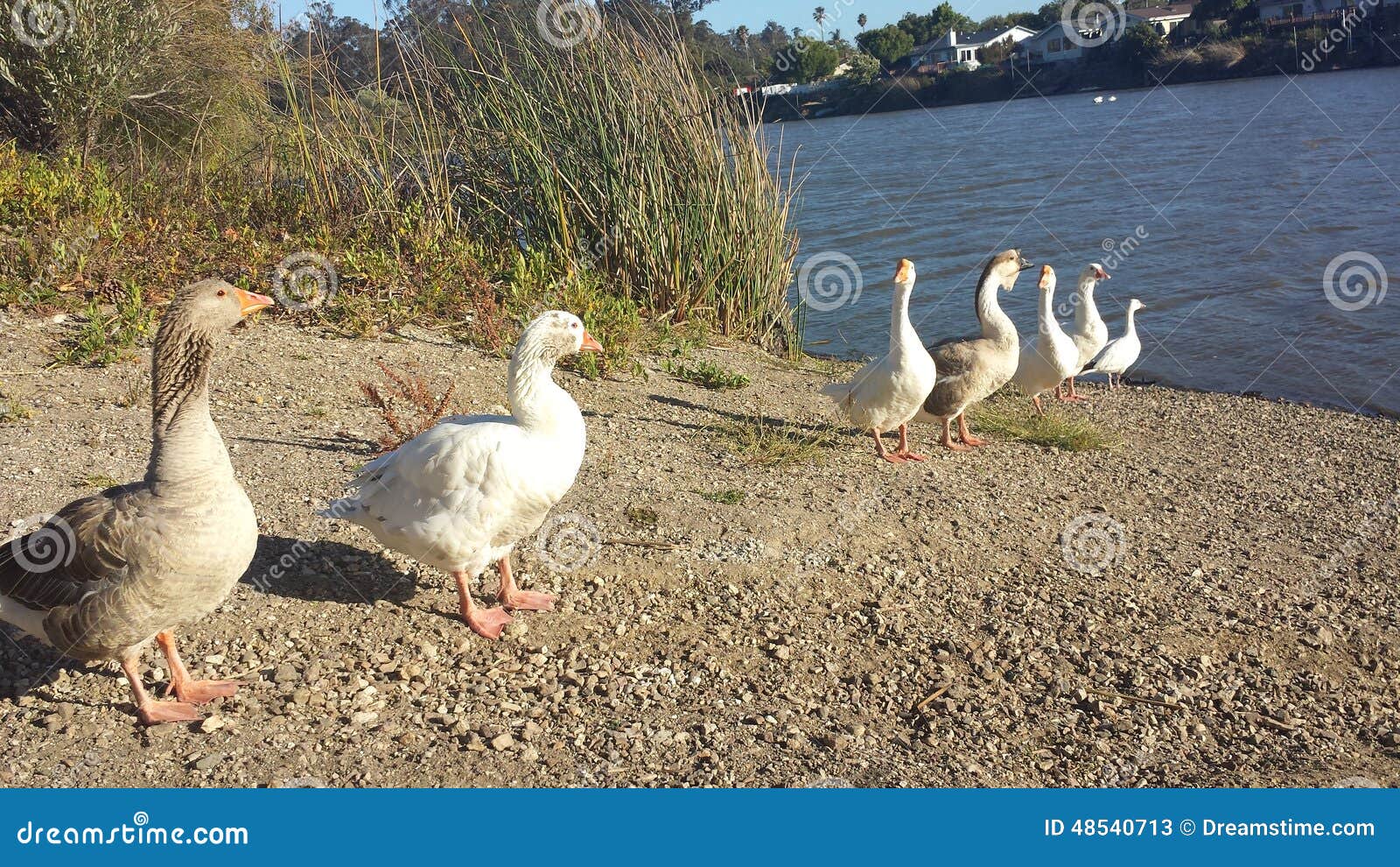 Geese in a row stock image. Image of view, lakeside, geese - 48540713