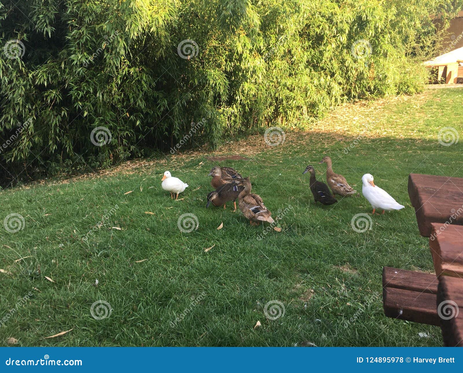 Geese stock photo. Image of grass, geese, animals, away - 124895978
