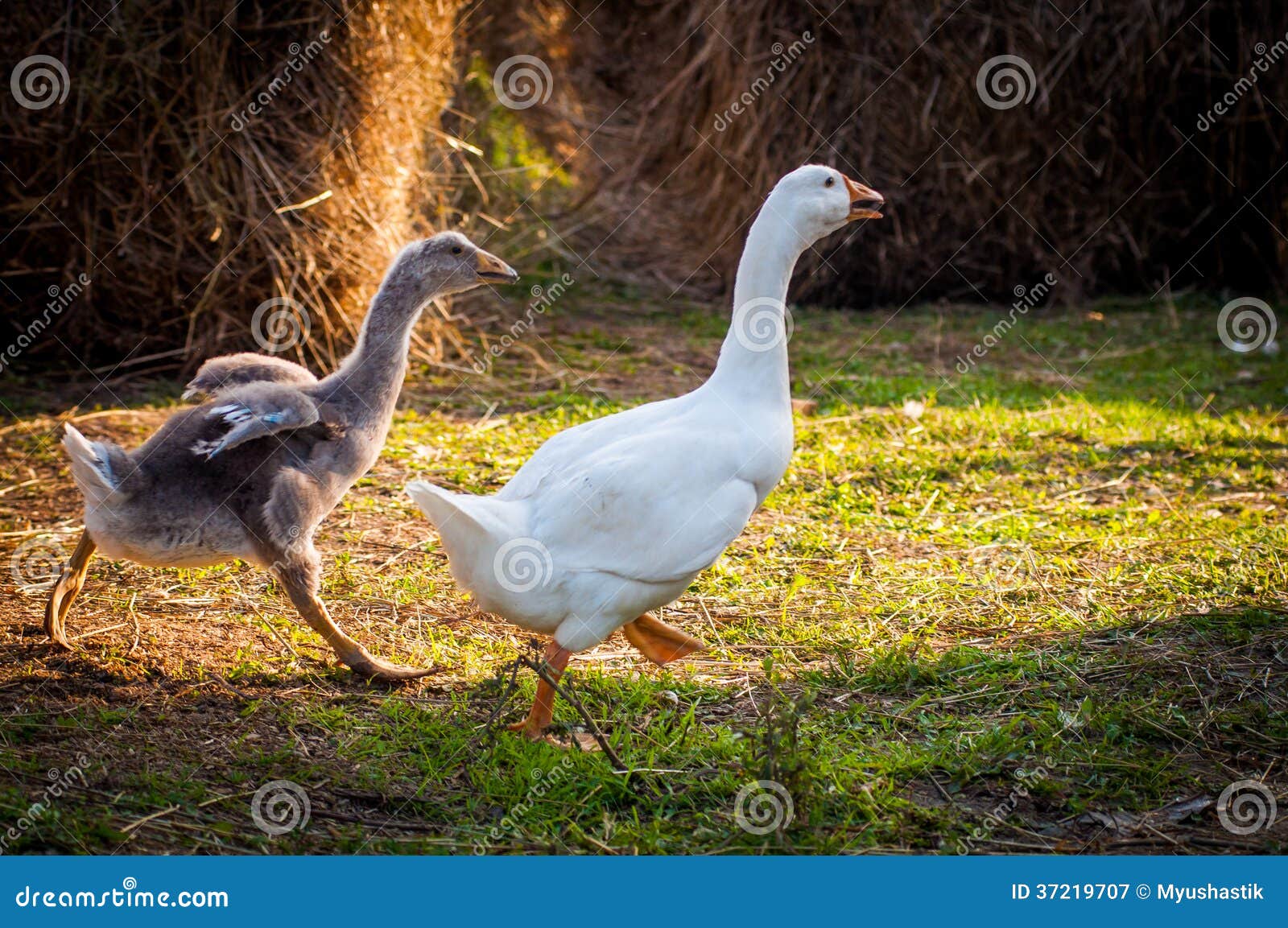 Geese stock image. Image of summer, country, courtyard - 37219707
