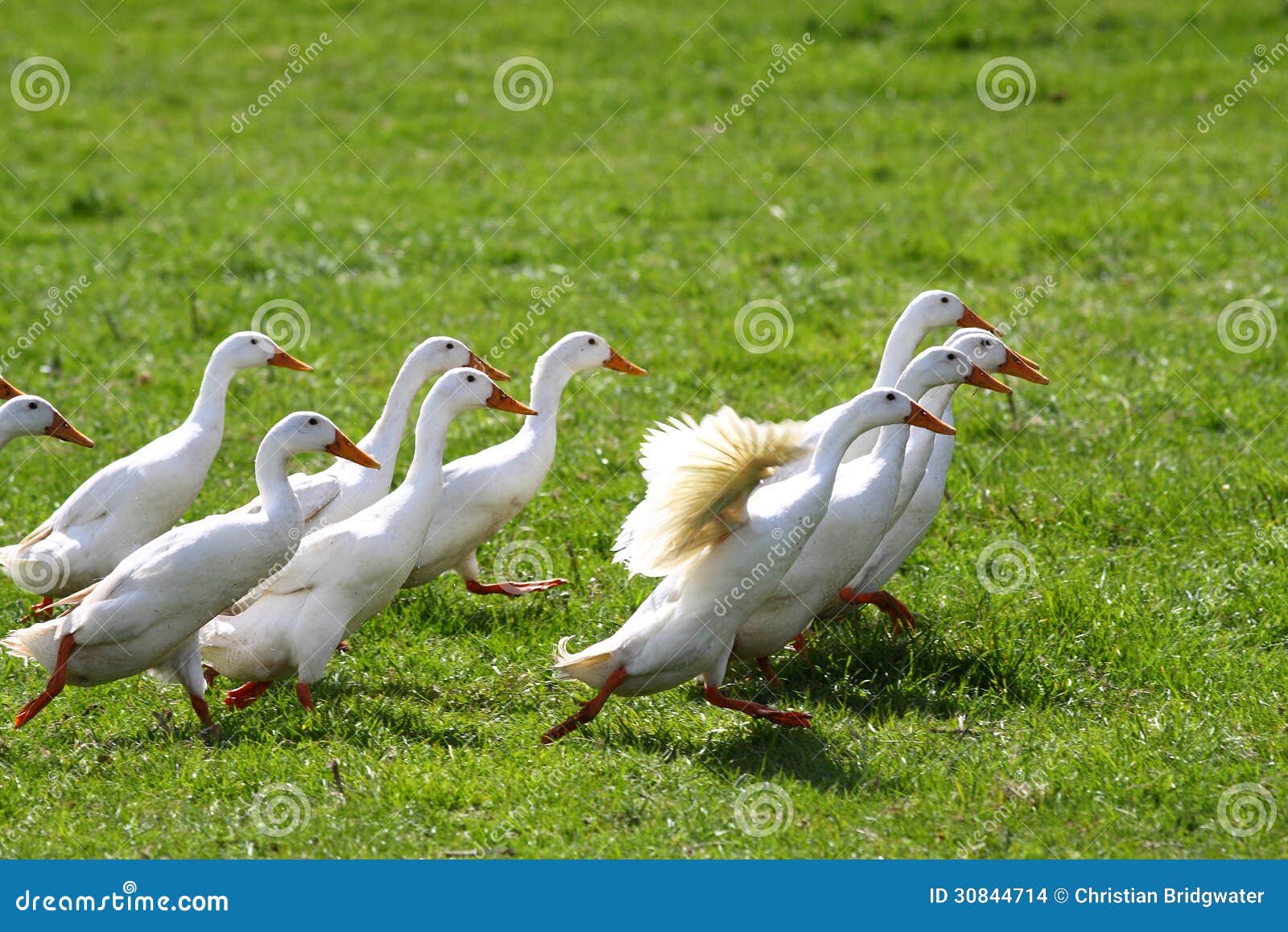 Geese running stock photo. Image of beak, eyes, goose - 30844714