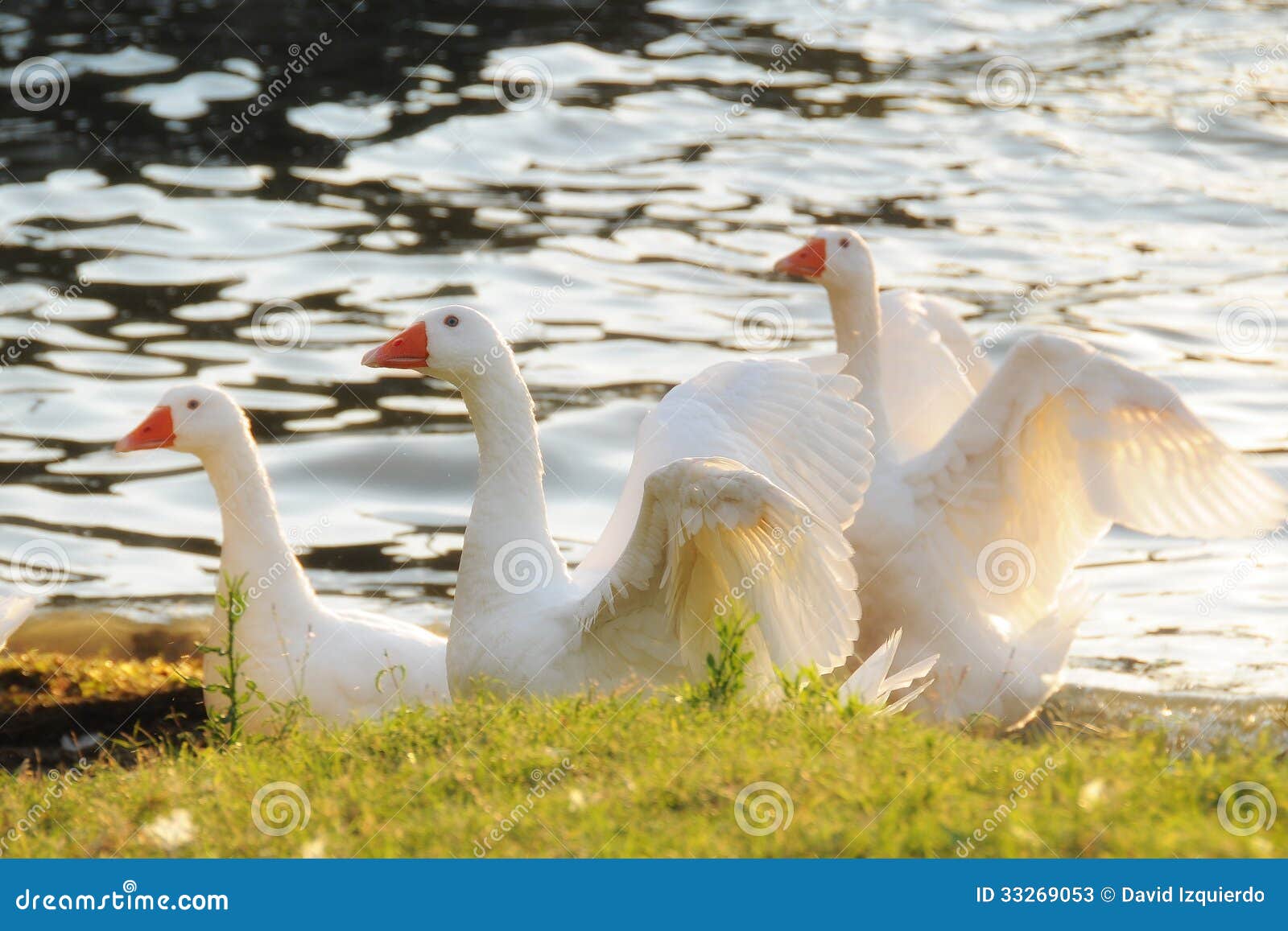 Geese Running on the Sea Shore Stock Image - Image of bird, field: 33269053