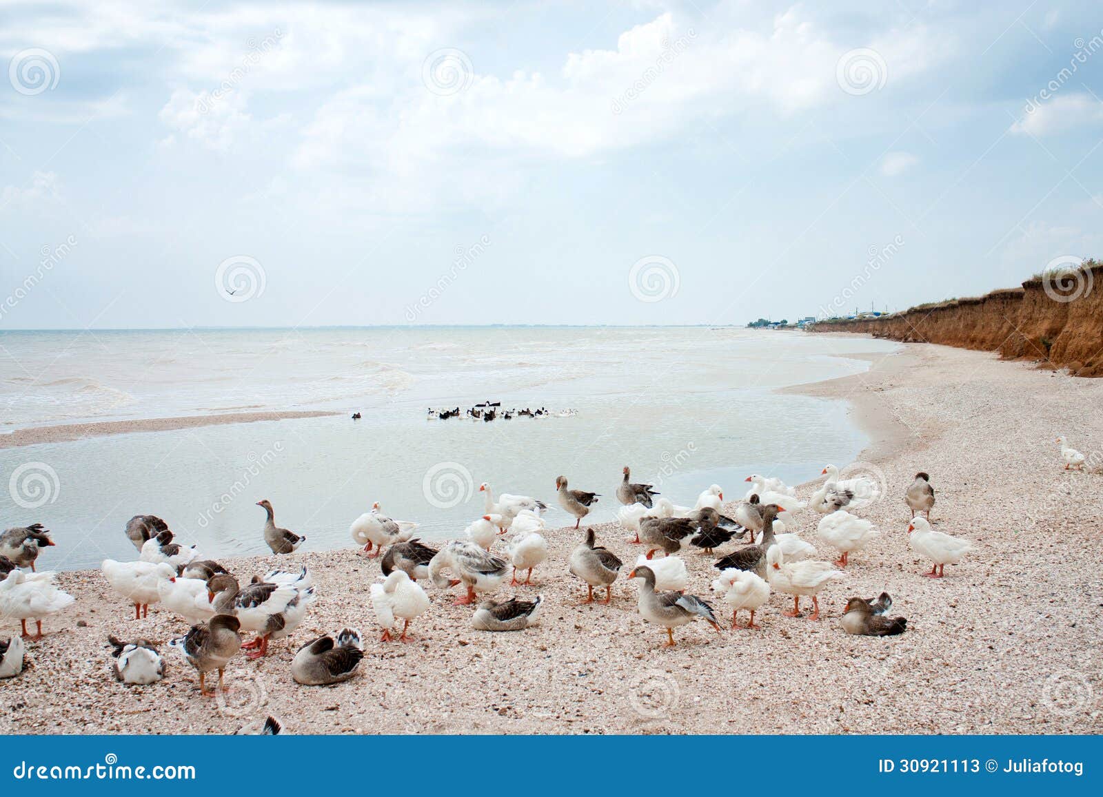 Geese on the sea stock image. Image of nature, landscape - 30921113