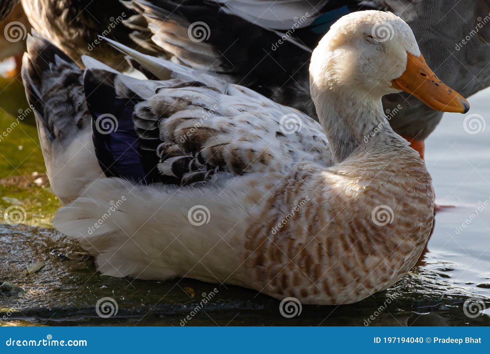 Geese sleeping time stock photo. Image of birds, time - 197194040
