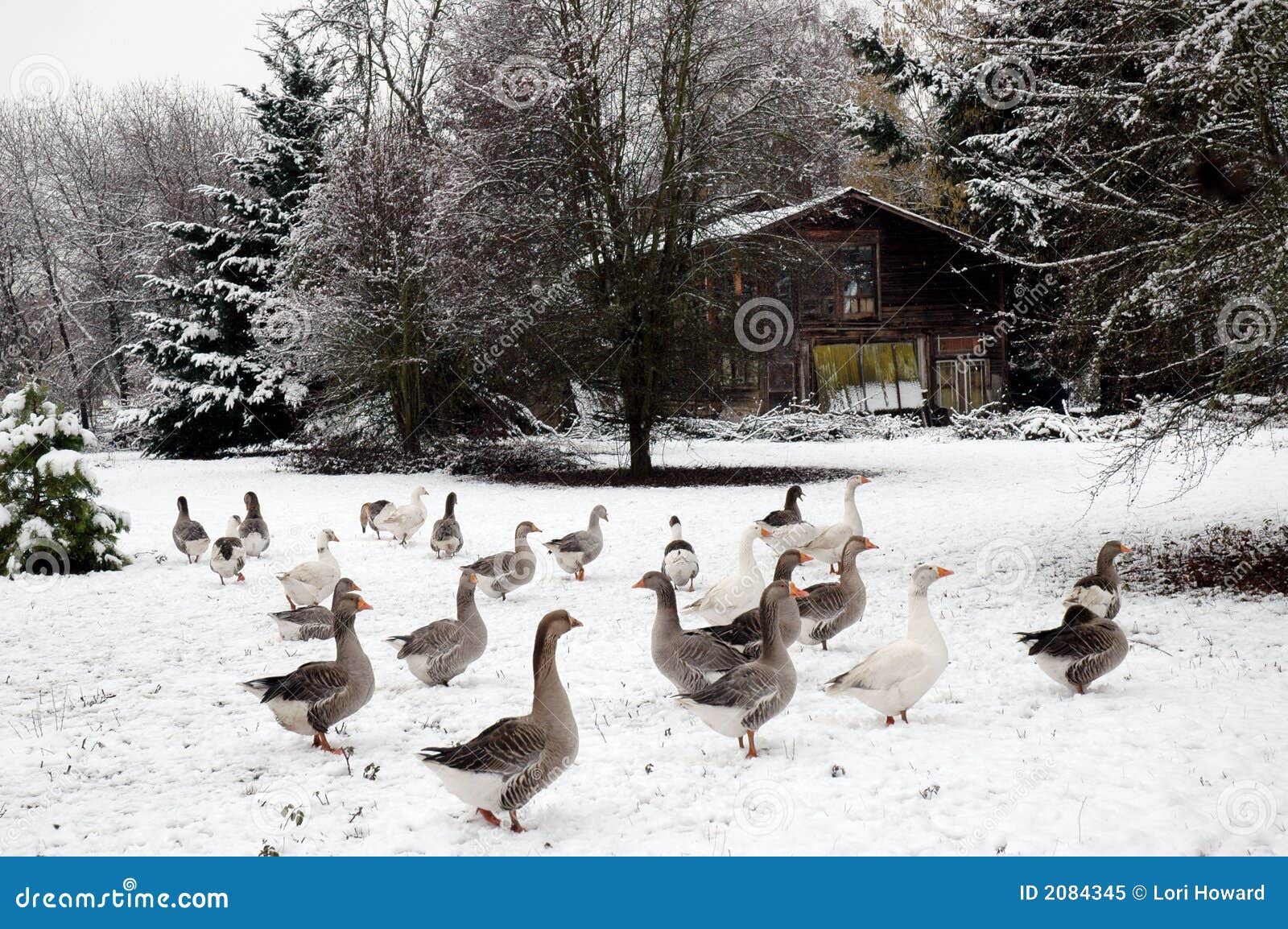 Geese in Snow stock image. Image of gray, geese, flock - 2084345