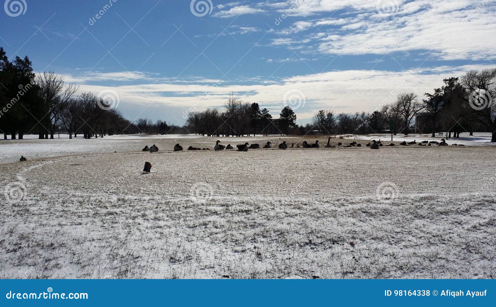 Geese at a Snow Covered Golf Course Stock Photo - Image of gathering ...