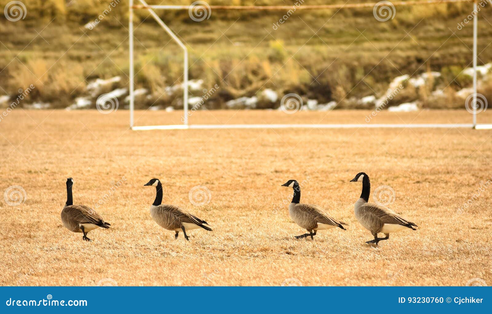 Geese in Soccer Field stock photo. Image of spring, young - 93230760