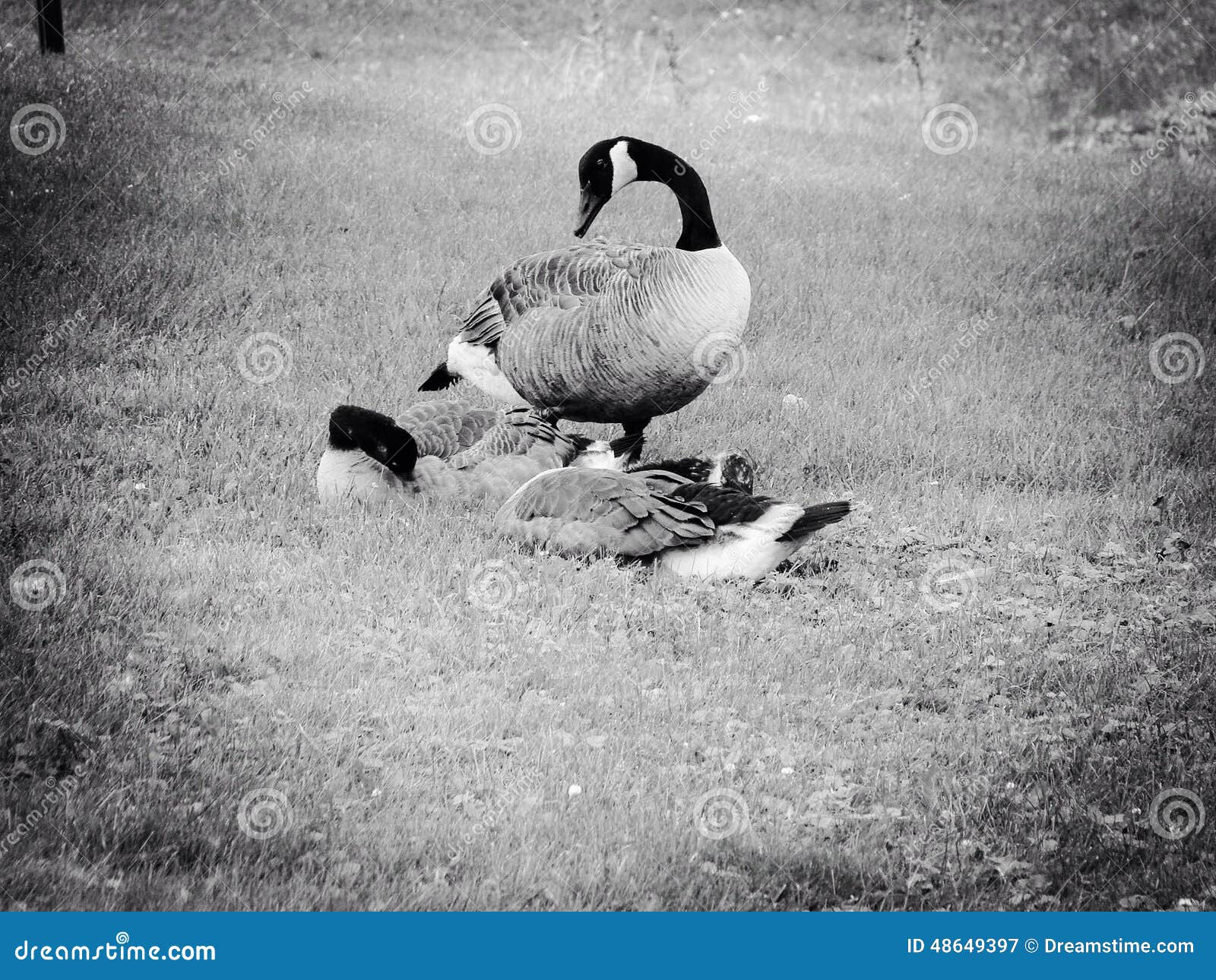 Geese stock image. Image of animals, perfect, goose, geese - 48649397