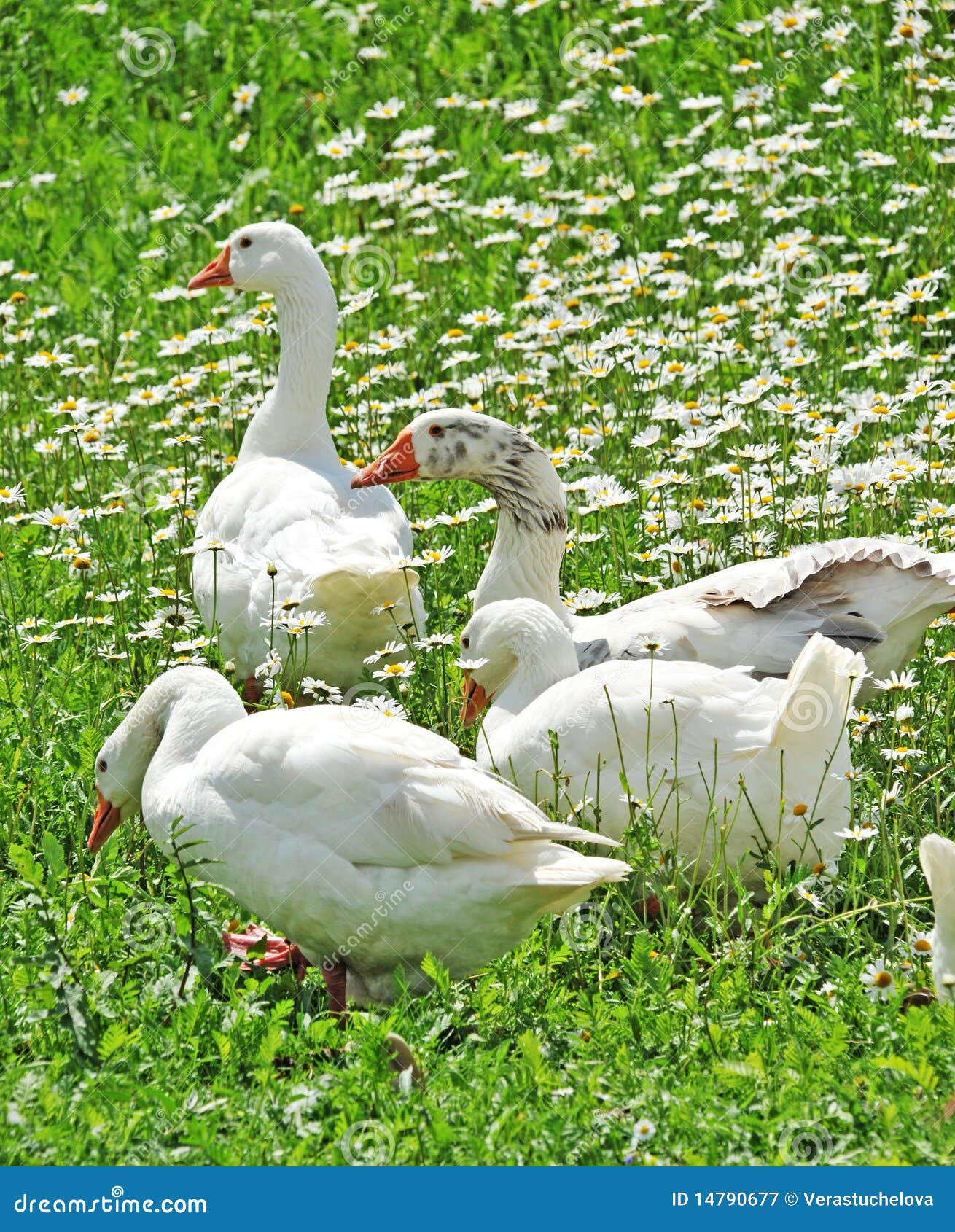 Geese on spring meadow stock image. Image of rural, migrate - 14790677