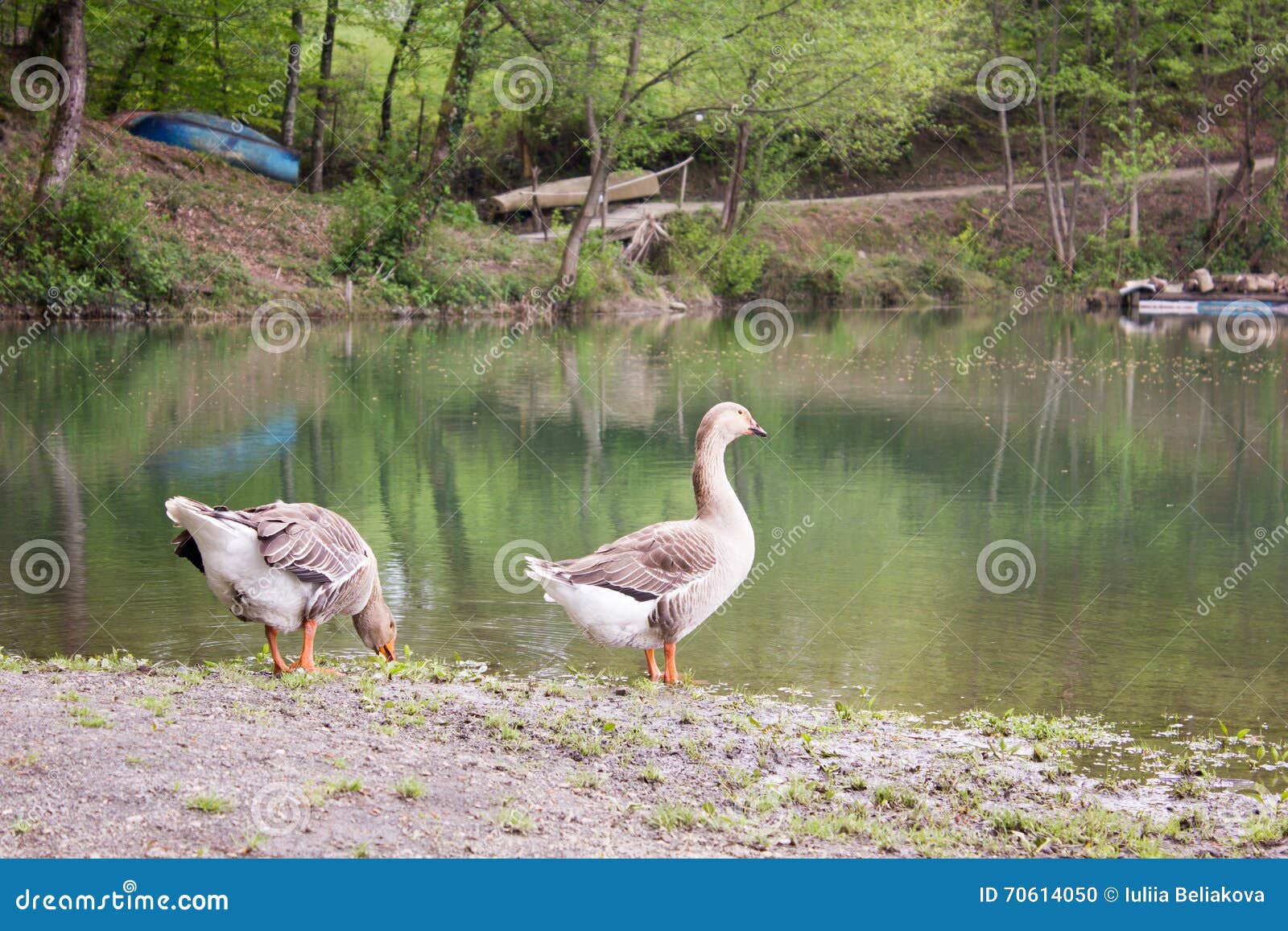 Geese standing near pond stock photo. Image of bird, daylight - 70614050