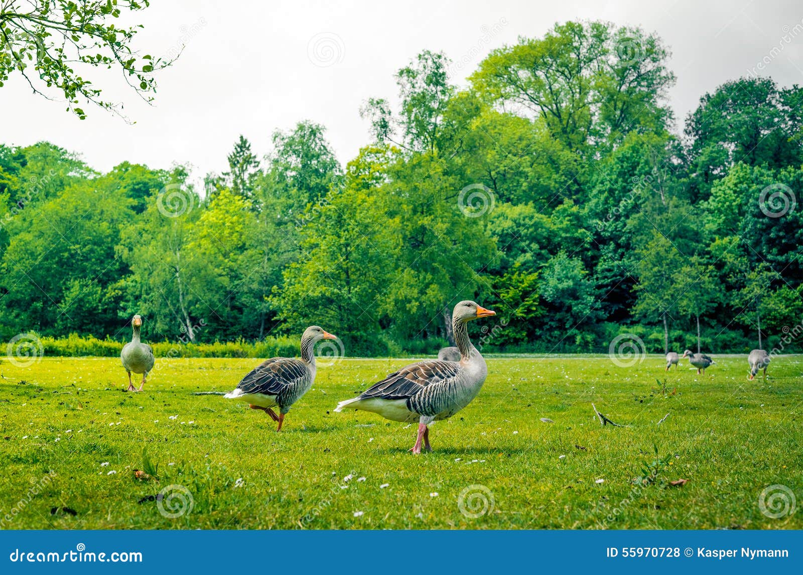 Geese standing in a park stock photo. Image of fauna - 55970728