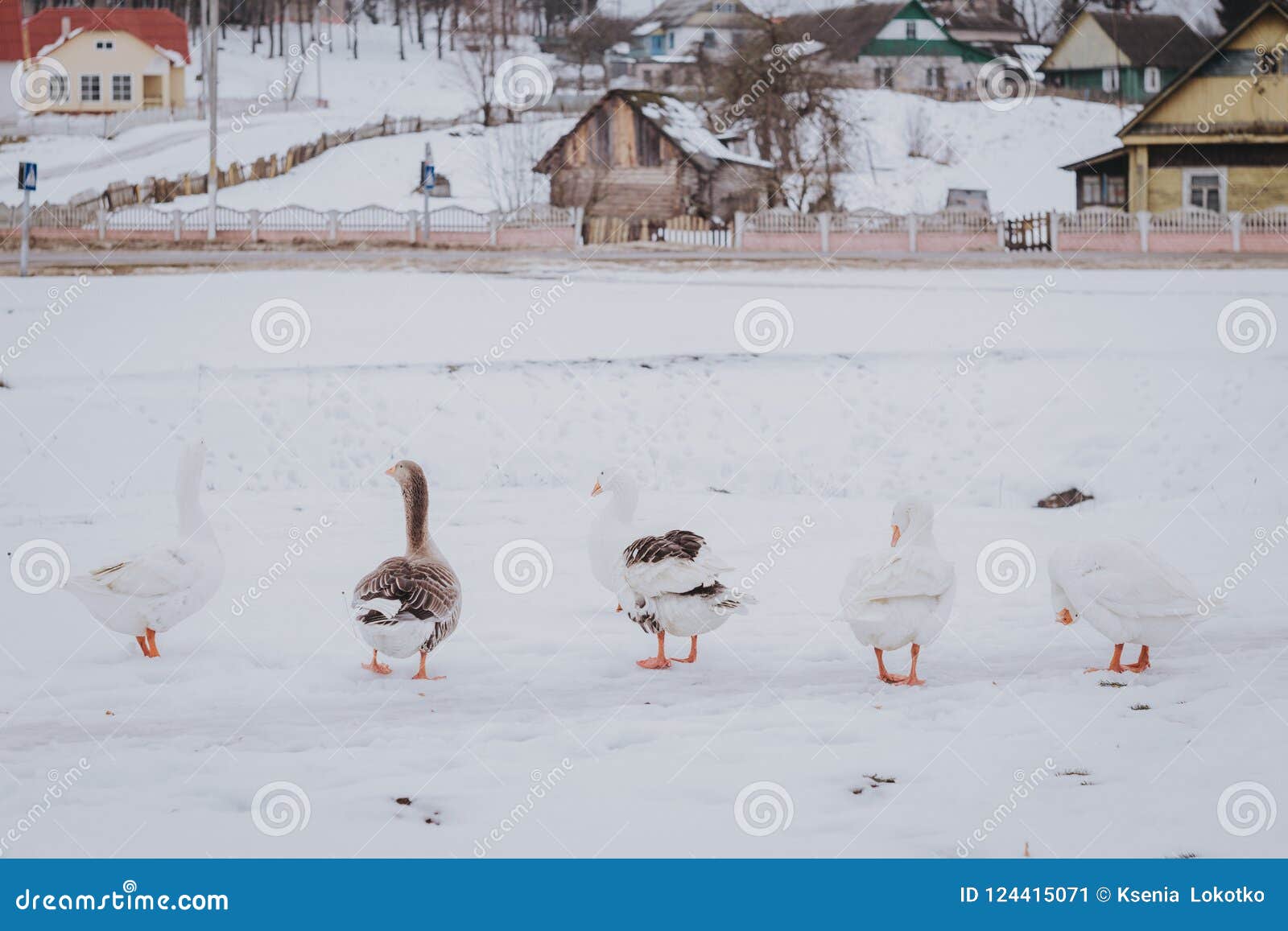 Geese Strolling through the Snow in the Village Stock Image - Image of ... Geese Strolling through the Snow in the Village Stock Image - Image of ...