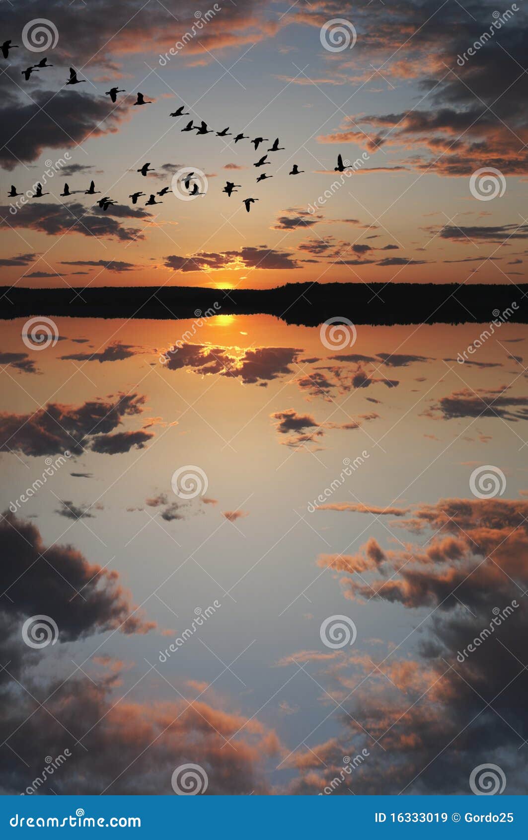 Geese at Sunset stock image. Image of bird, lake, summer - 16333019