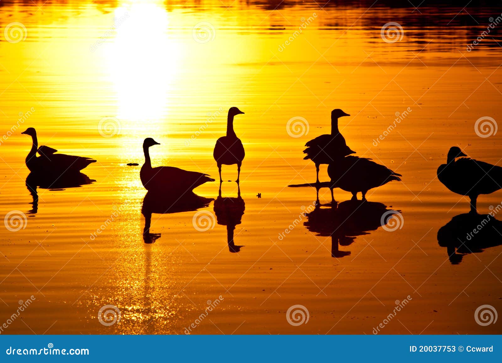 Geese Sunset stock image. Image of geese, lake, reflection - 20037753