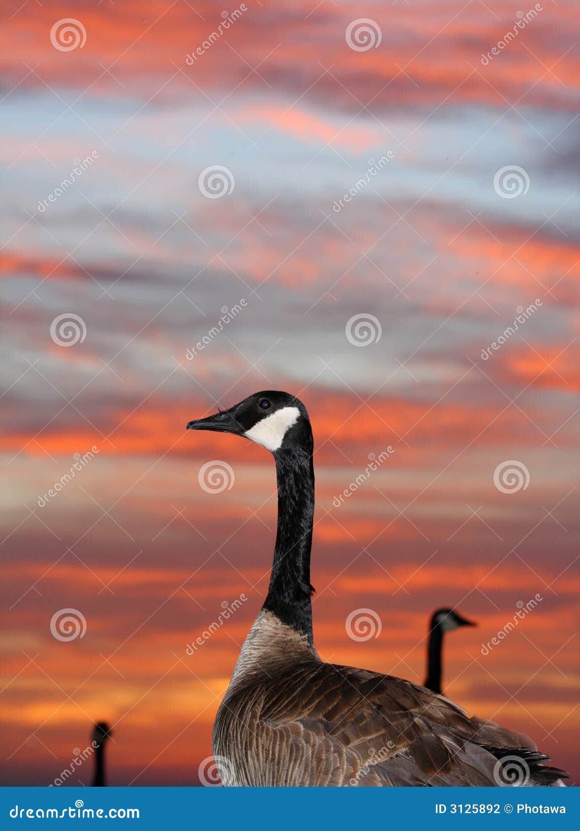 Geese at Sunset stock photo. Image of birds, outside, clouds - 3125892