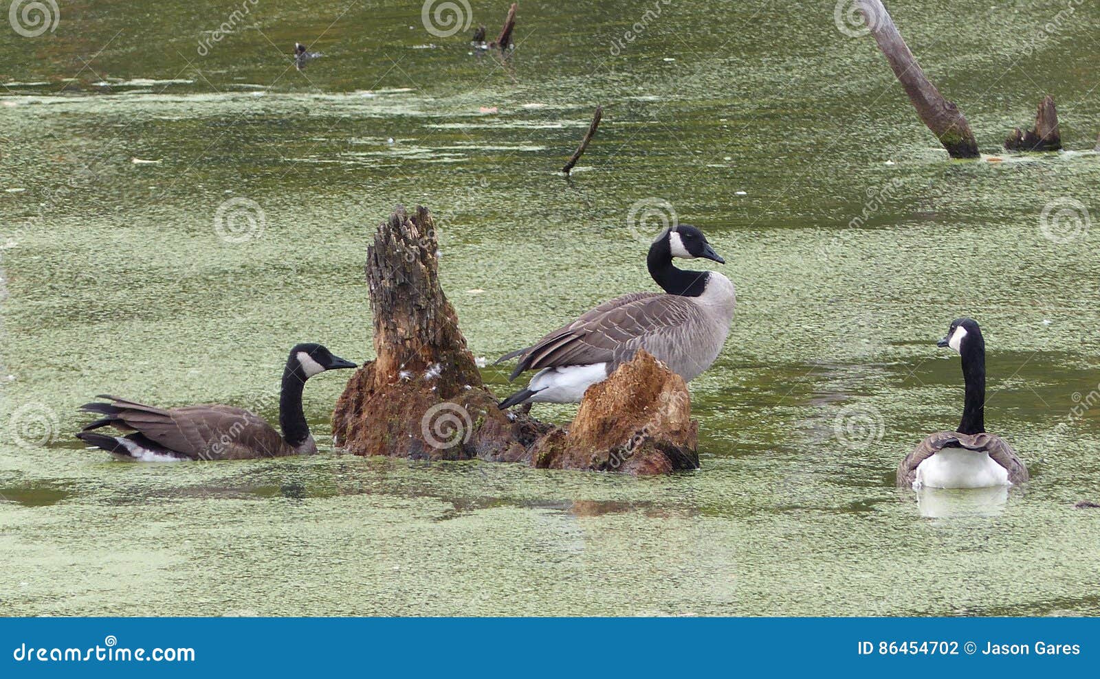 Geese in Swamp stock photo. Image of hear, green, keeping - 86454702