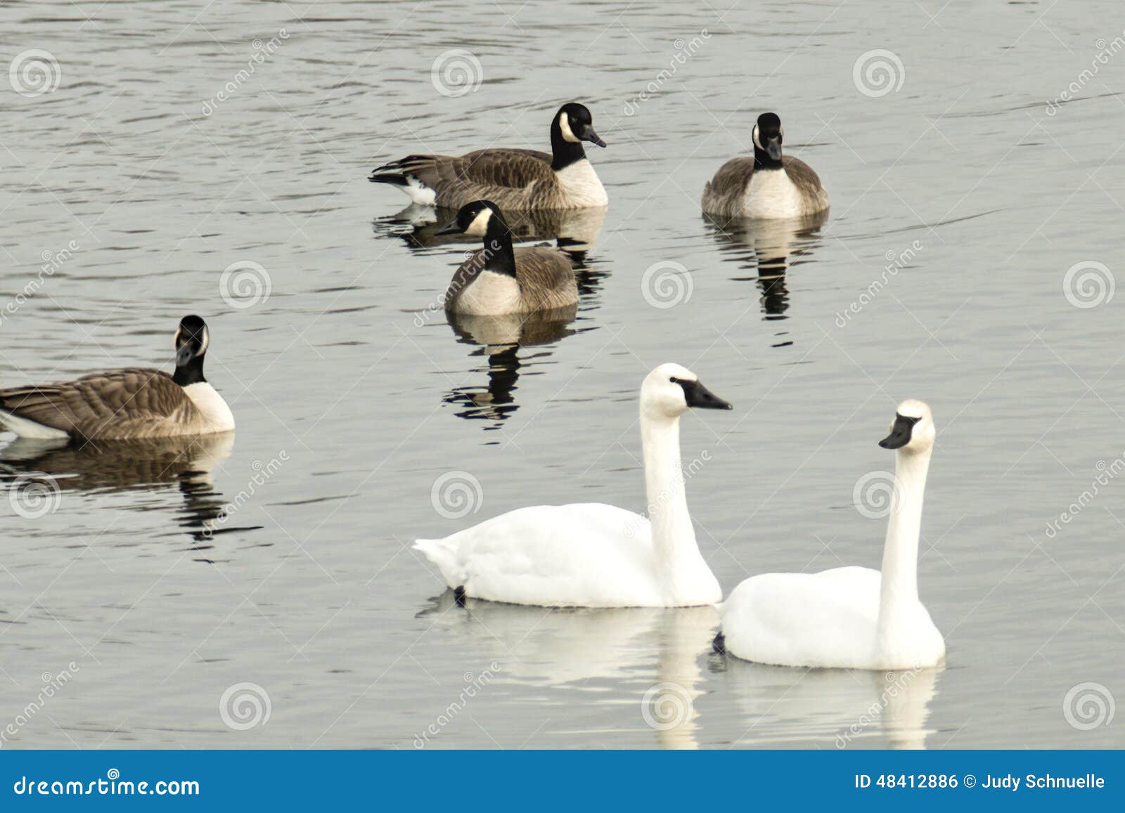 Geese and Swans stock photo. Image of pond, swans, frozen - 48412886