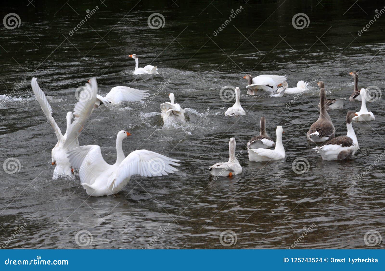 The Geese Swim in the River Stock Photo - Image of fresh, swim: 125743524