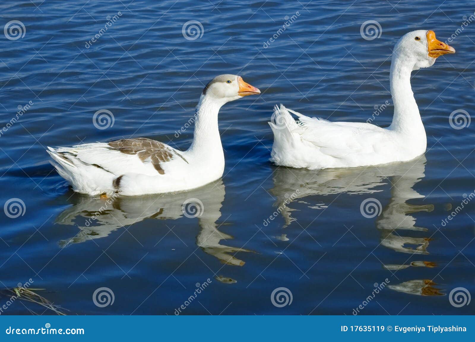 Geese swimming stock image. Image of pond, geese, algae - 17635119