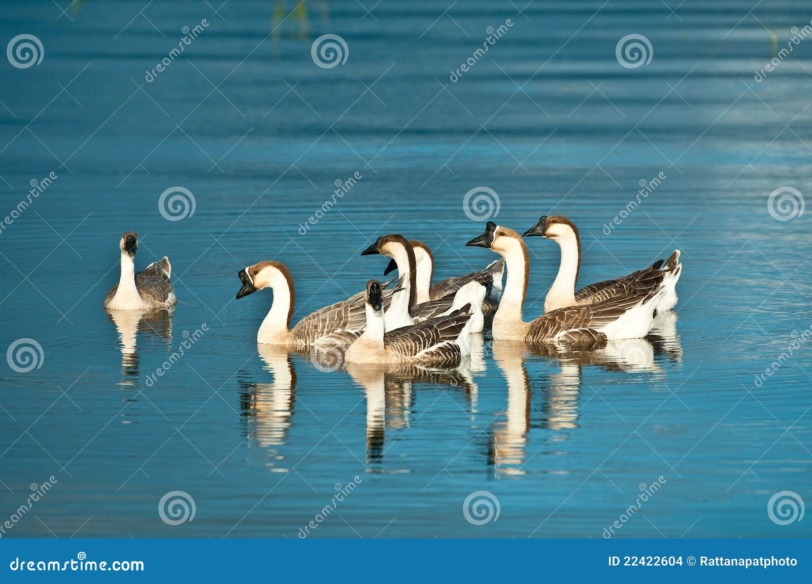 Geese swimming on lake stock photo. Image of lake, animal - 22422604