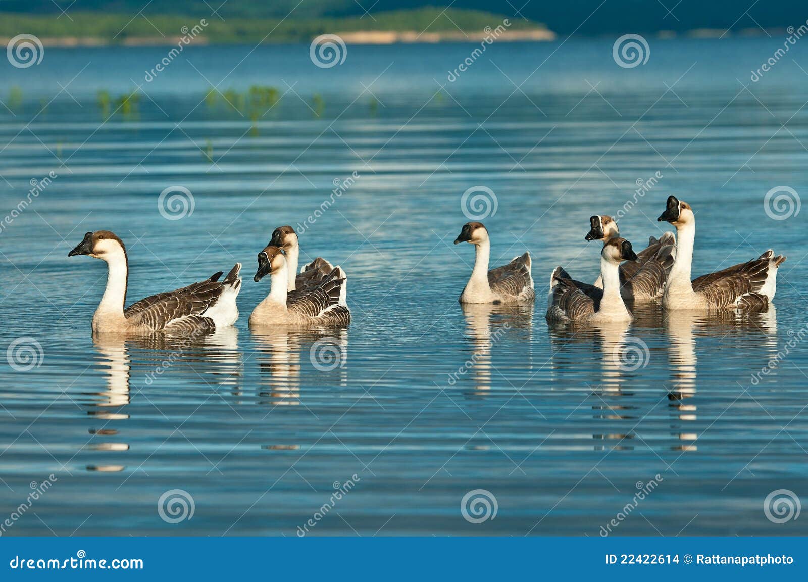 Geese swimming on lake stock photo. Image of wild, geese - 22422614
