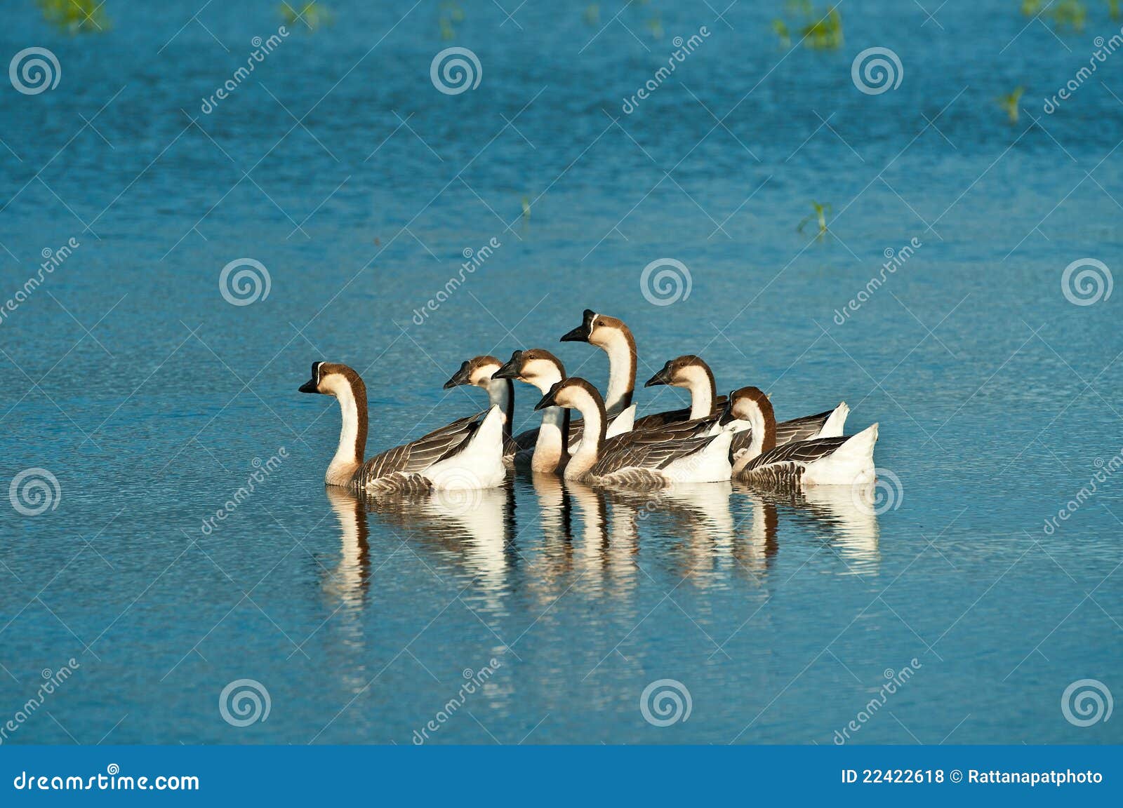 Geese swimming on lake stock photo. Image of outdoor - 22422618