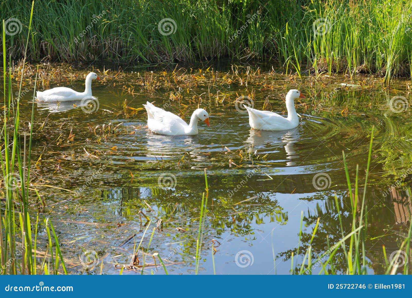 Geese swimming in a lake stock photo. Image of reed, swimming - 25722746
