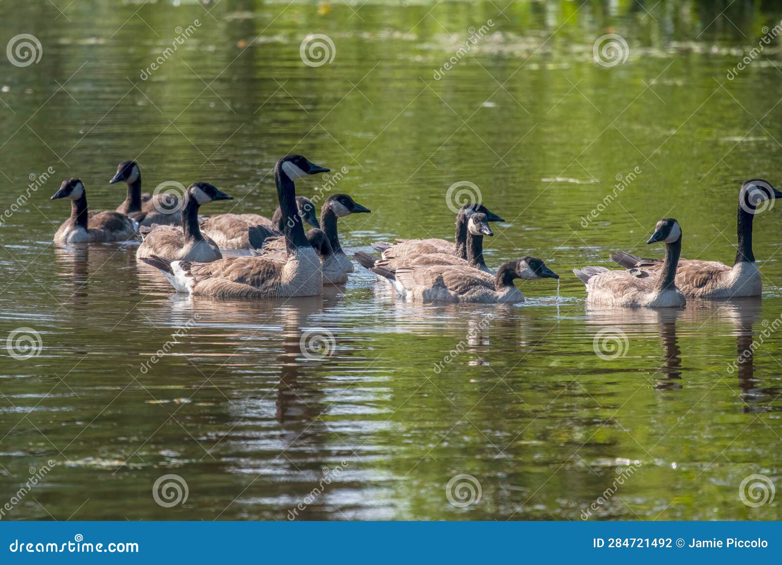 Geese swimming in pond stock photo. Image of swan, pond - 284721492