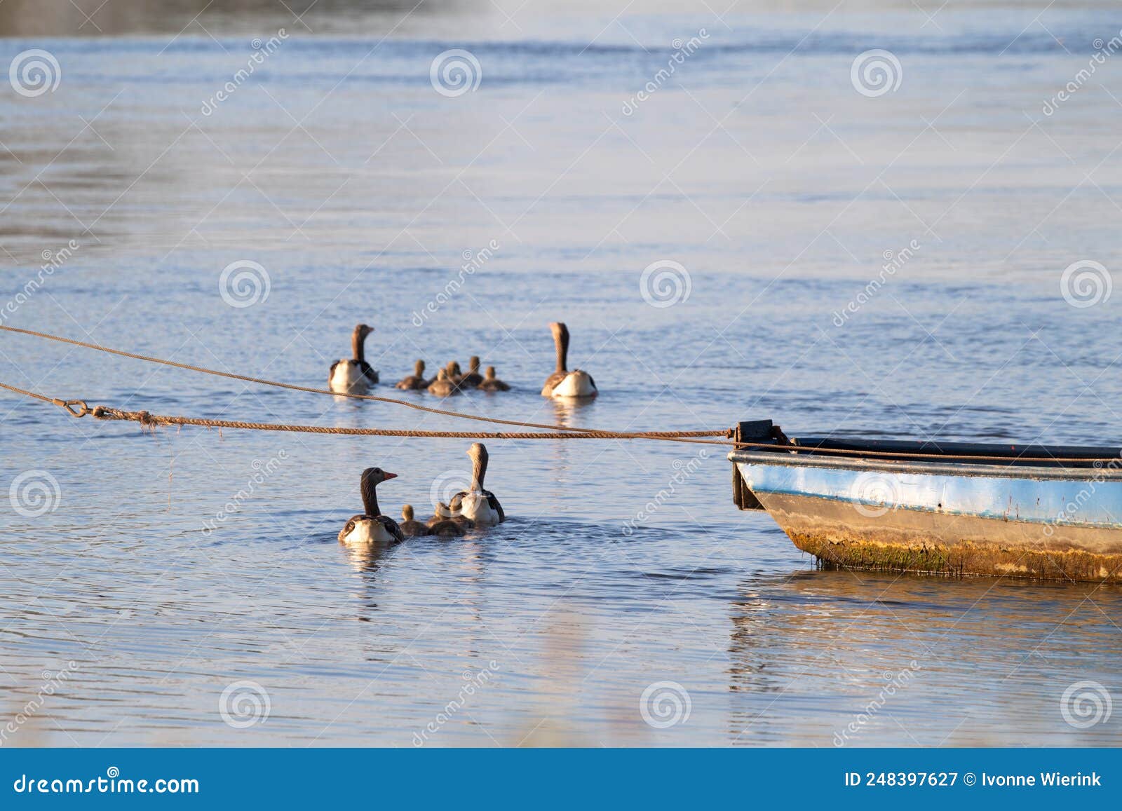 Geese Swimming in the River Stock Image - Image of animals, young ...