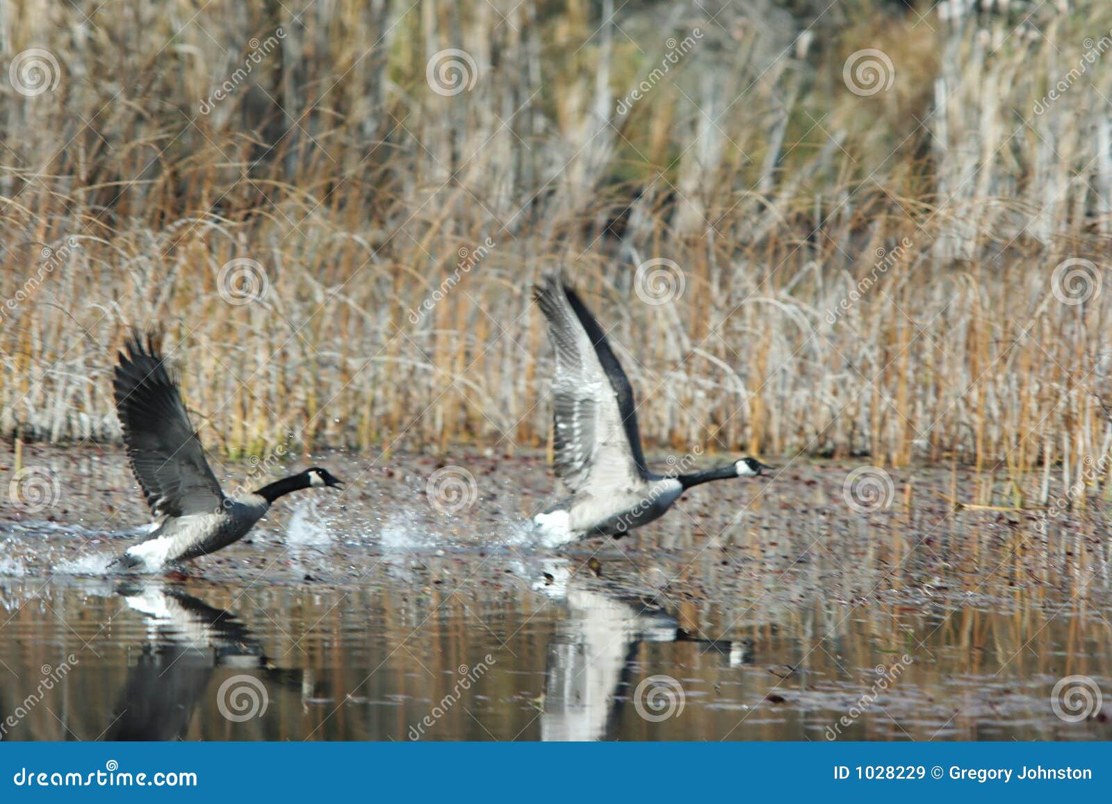 Geese taking flight. stock image. Image of waterfowl, water - 1028229