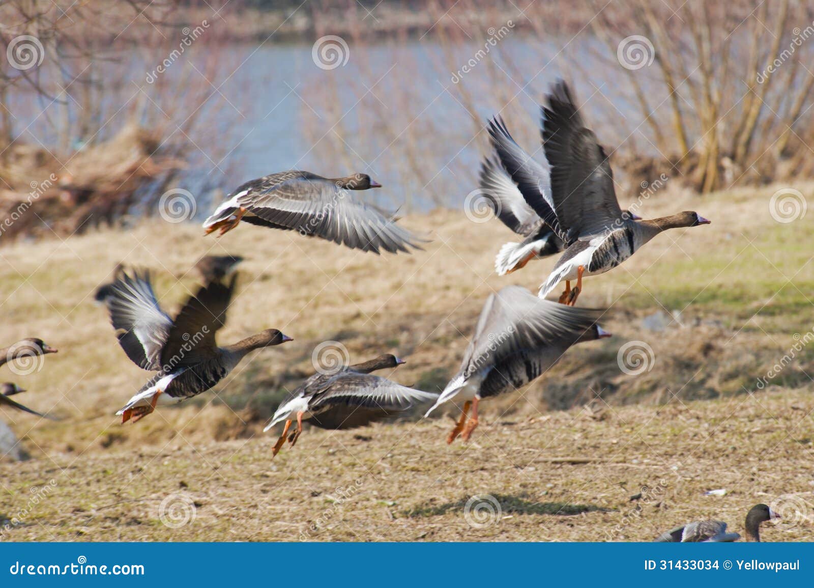 Geese Taking Off for a Flight Stock Photo - Image of float, geese: 31433034