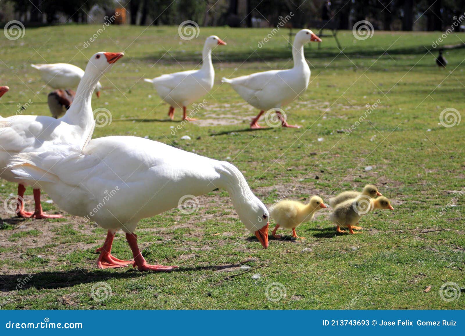 Geese with Their Young Eating Stock Image - Image of adorable, fowl ...
