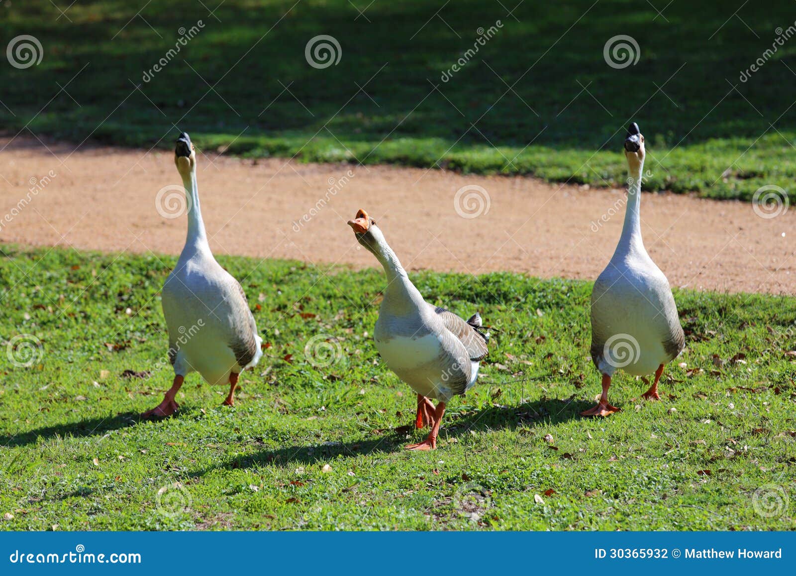 Geese stock photo. Image of birds, bird, geese, wings - 30365932