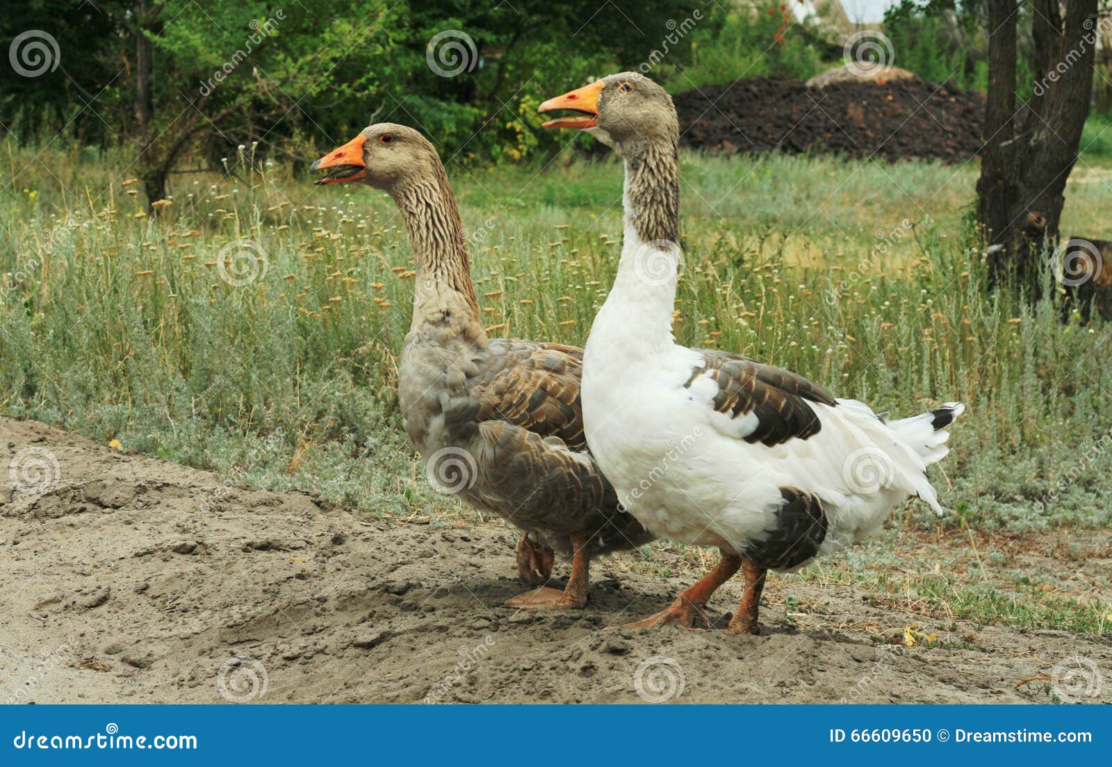 Geese stock photo. Image of walking, animal, geese, farm - 66609650