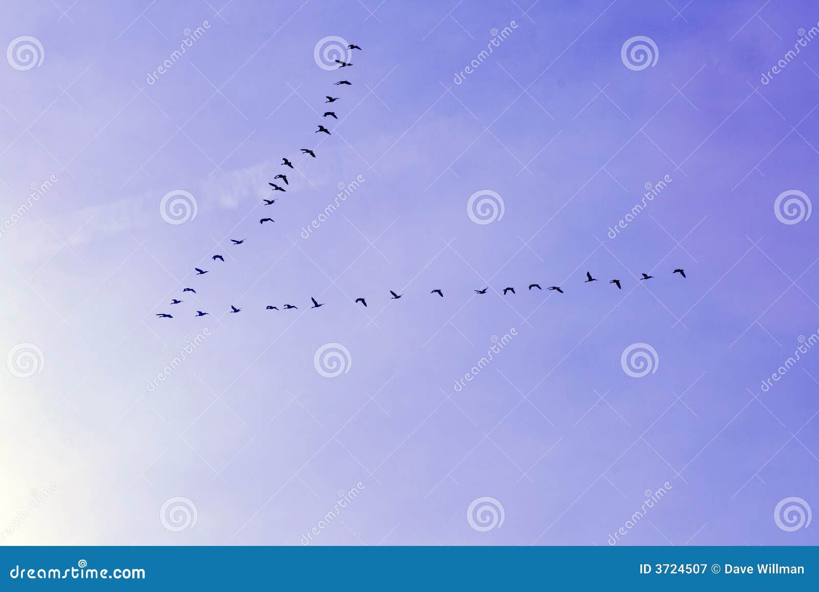 Geese in v pattern stock image. Image of flock, flight - 3724507