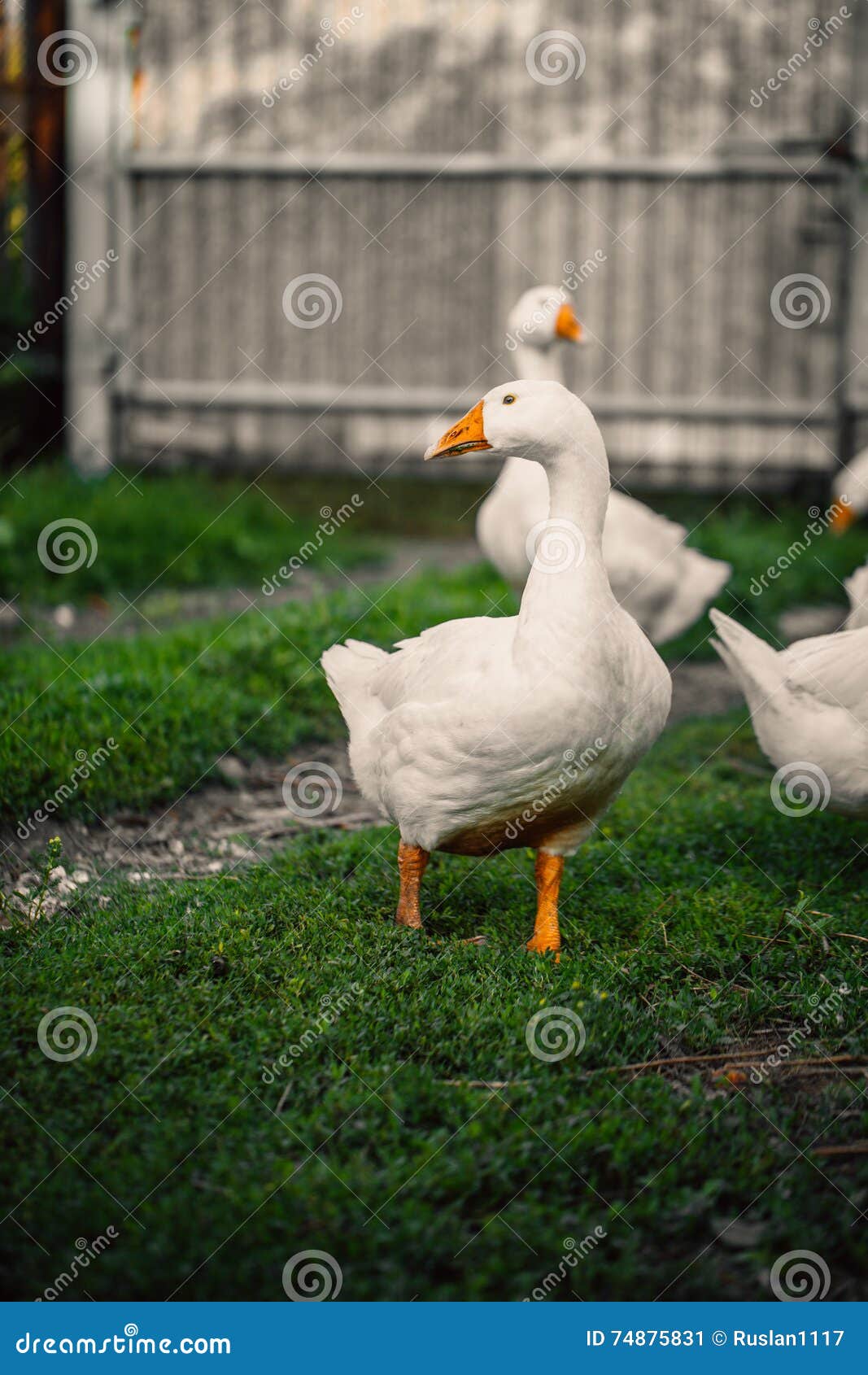 Geese in a Village Walk on the Lawn Stock Image - Image of flock ...