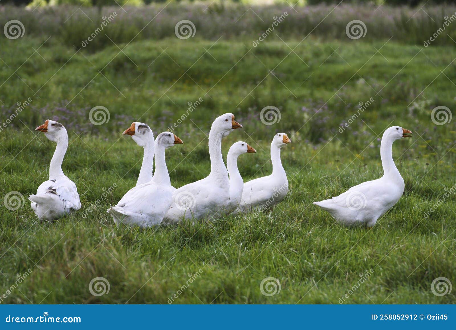 Geese Walk on the Green Grass Stock Photo - Image of autumn, birthday ...