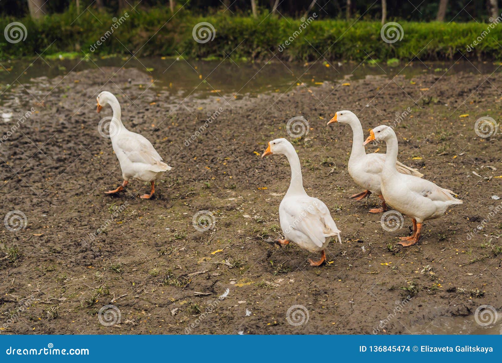 Geese Walk through Mud and Semidark in the Village Stock Photo - Image ...