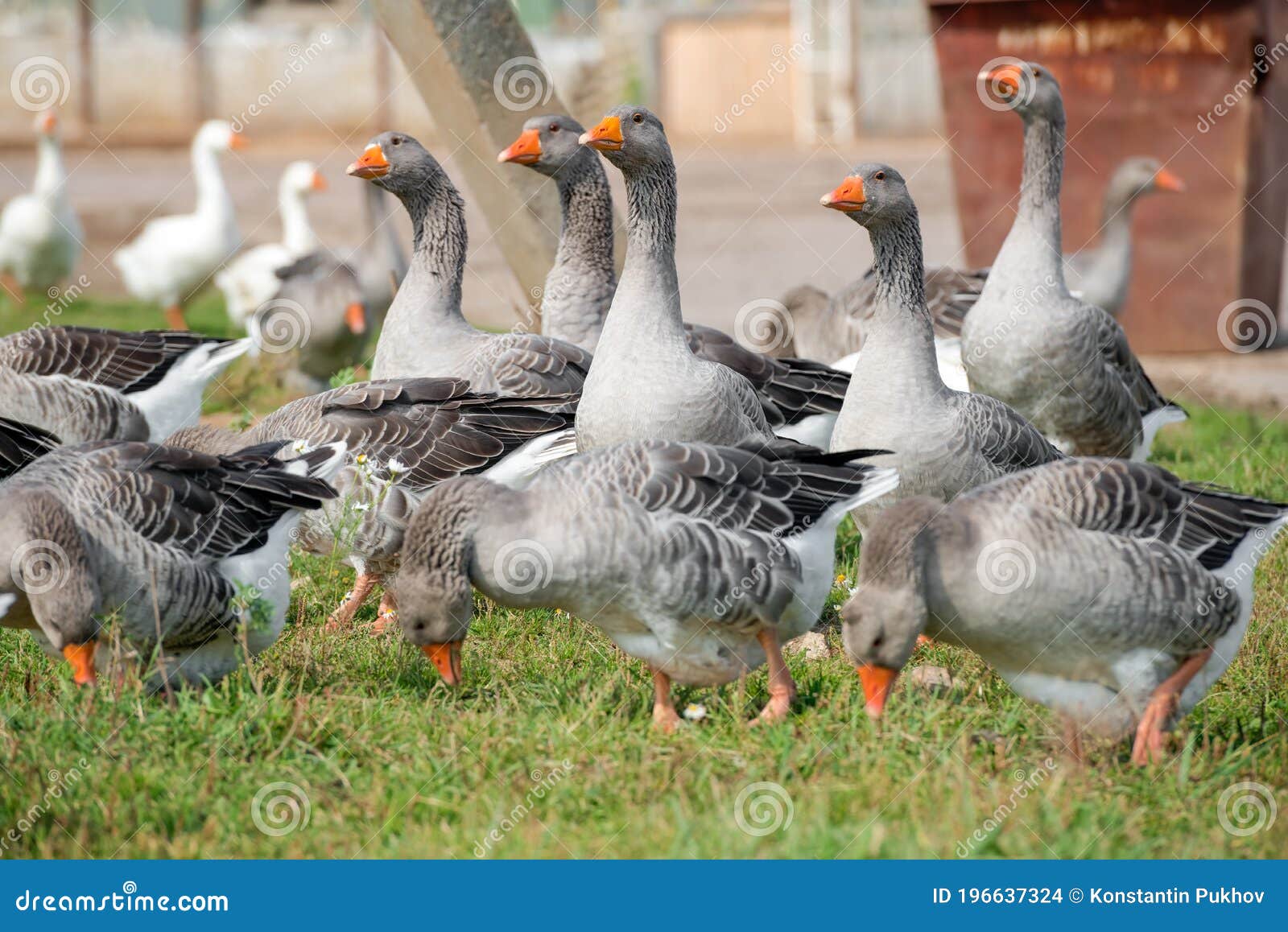 Geese walk stock photo. Image of farming, walk, road - 196637324