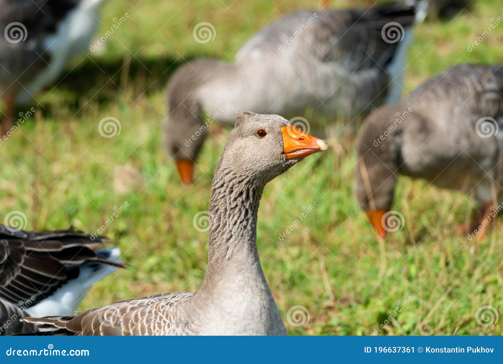Goose portrait stock image. Image of animals, poultry - 196637361