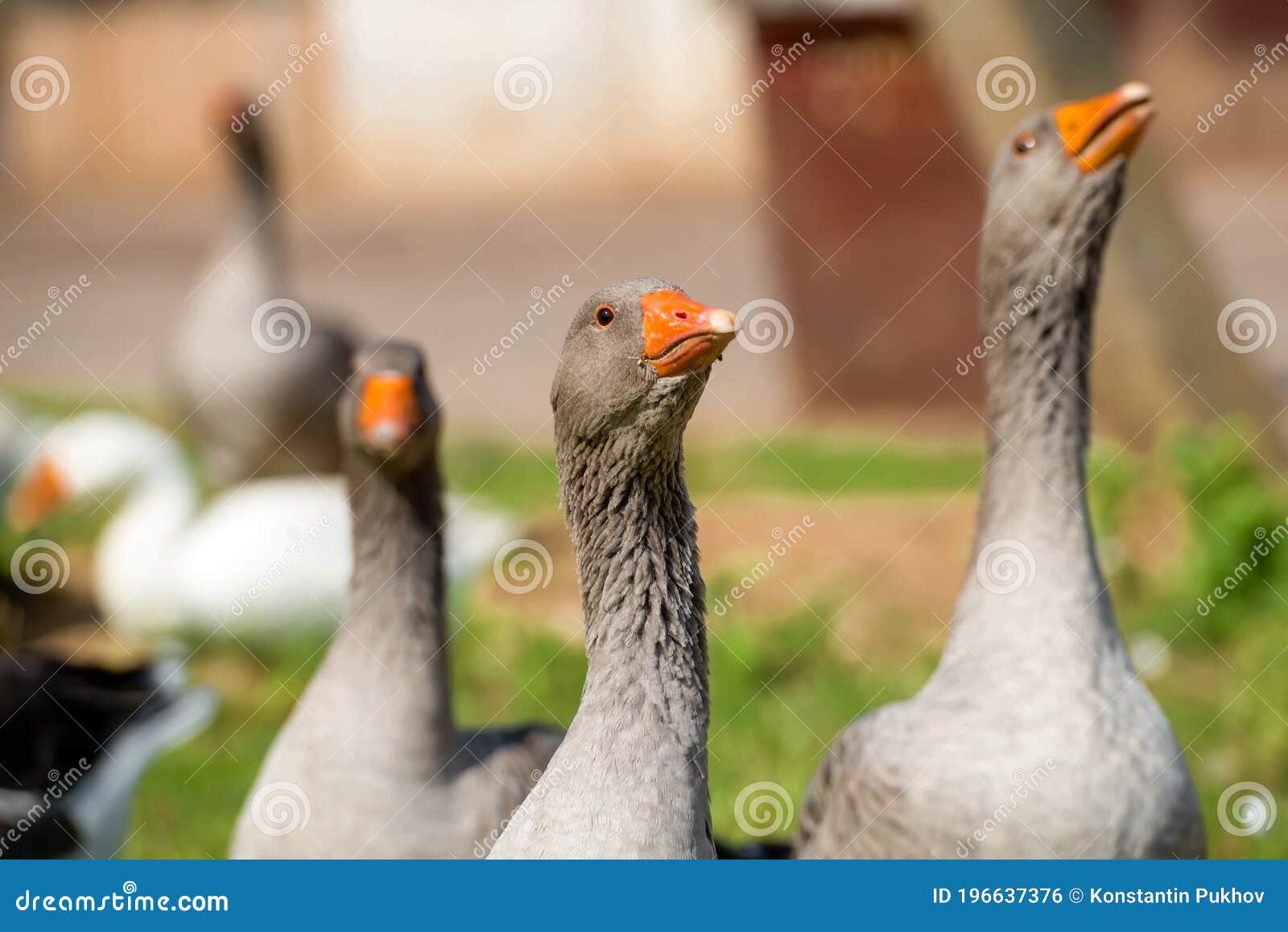 Agitated Geese Stock Photos - Free & Royalty-Free Stock Photos from ...