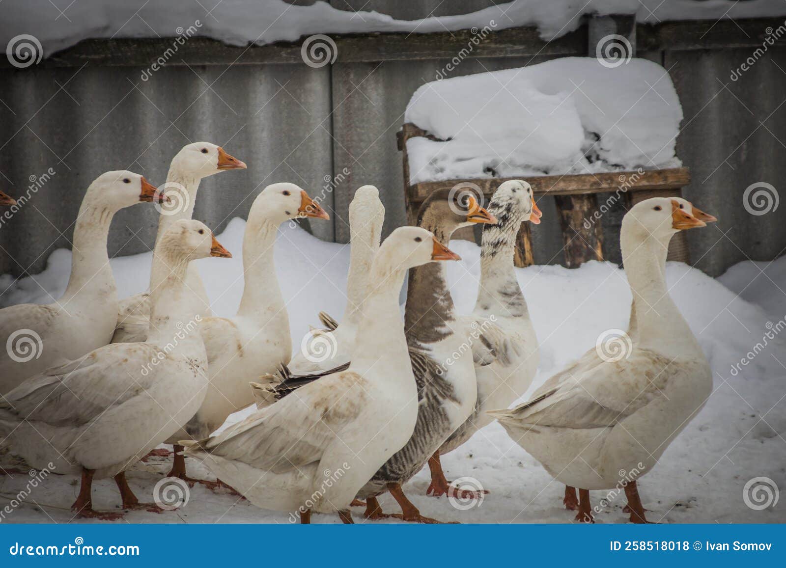 Geese on a walk in winter stock photo. Image of wild - 258518018