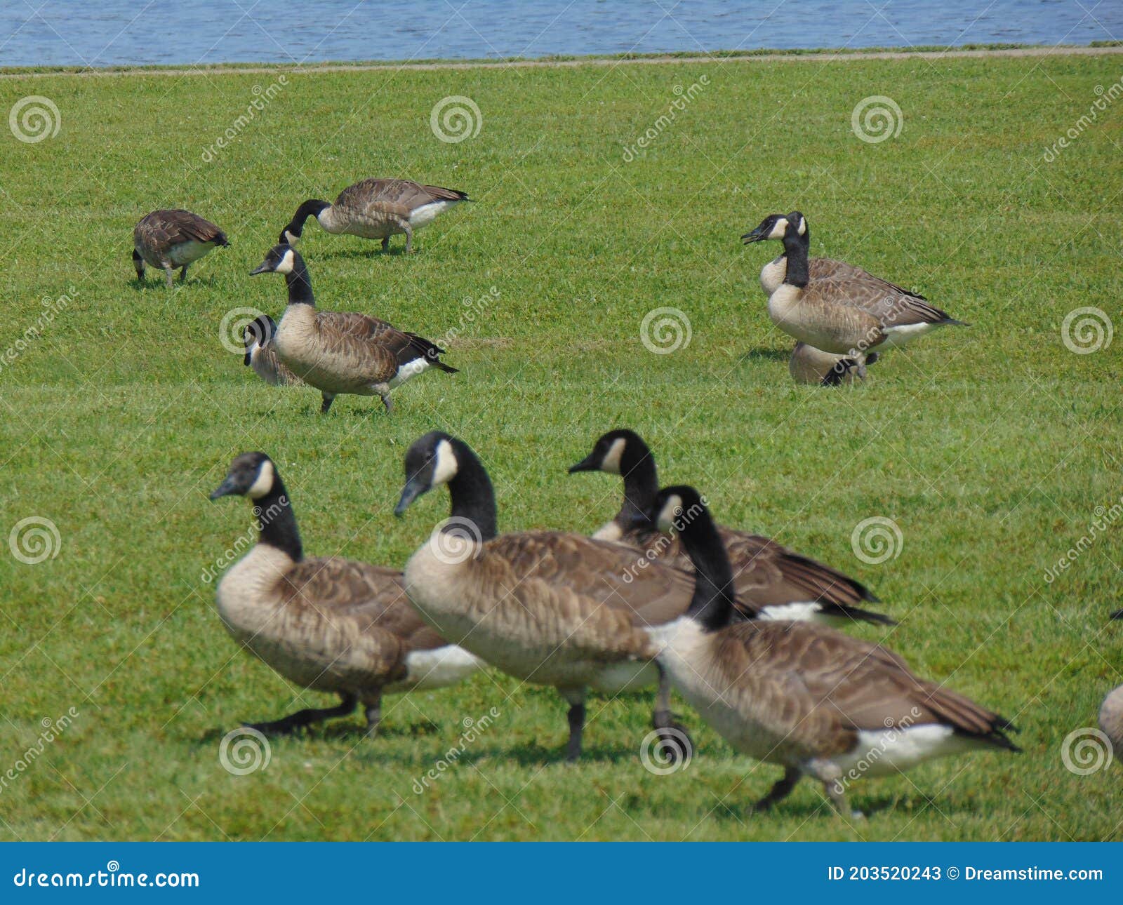 Geese Walking Around the Park Stock Image - Image of prairie, goose ...