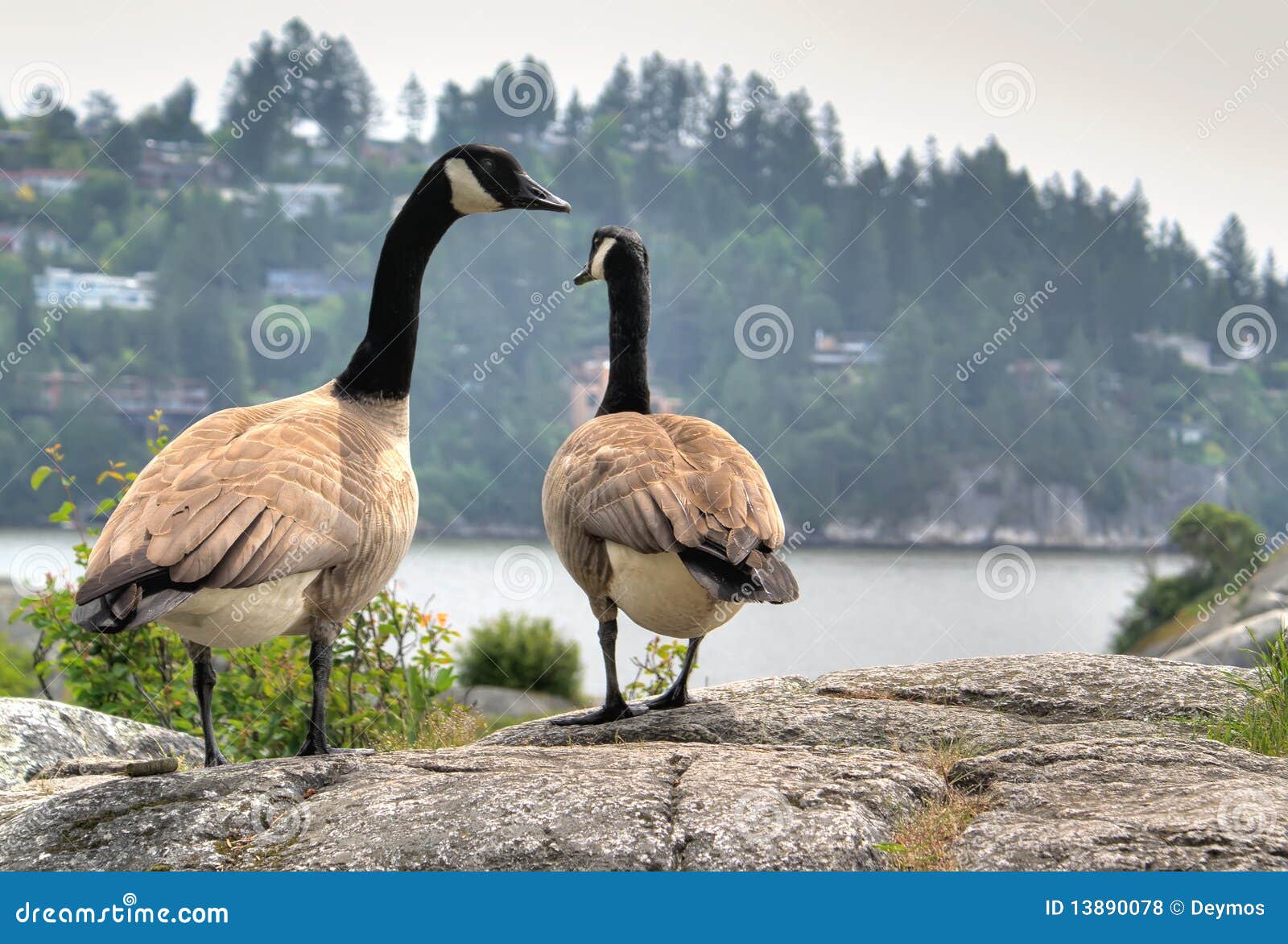 Geese walking away stock photo. Image of farm, bird, animal - 13890078
