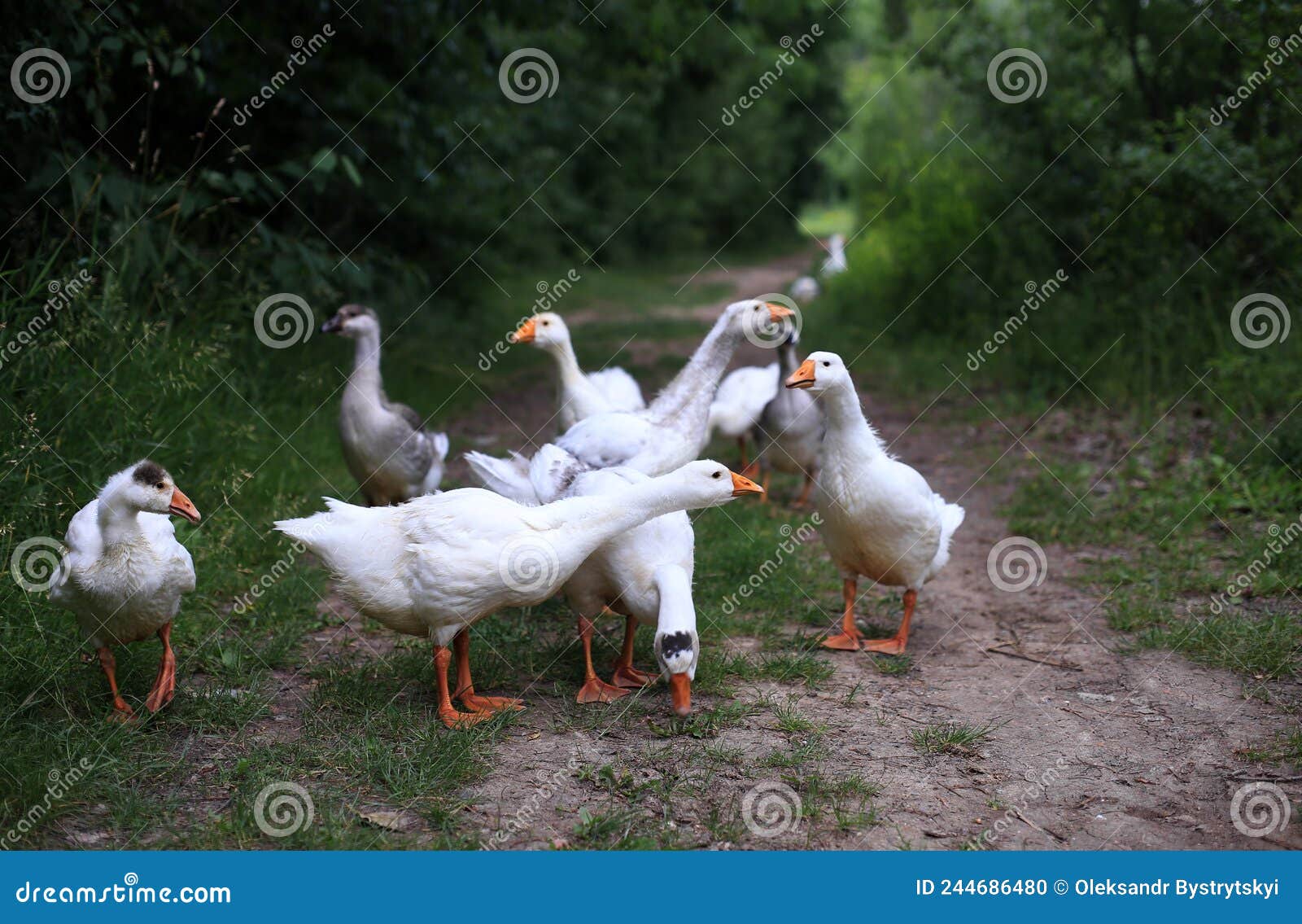 Geese Walking on a Forest Path Stock Photo - Image of goose, neck ...